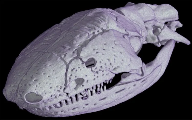 The Amazing Caecilians — Tetrapod Zoology