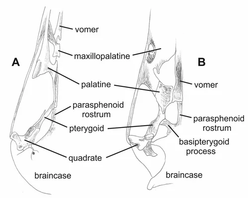 Controversies in Ratite and Tinamou Evolution (Part I) — Tetrapod Zoology