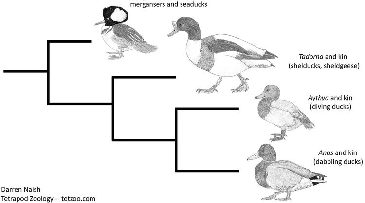 The Remarkable Muscovy Duck — Tetrapod Zoology