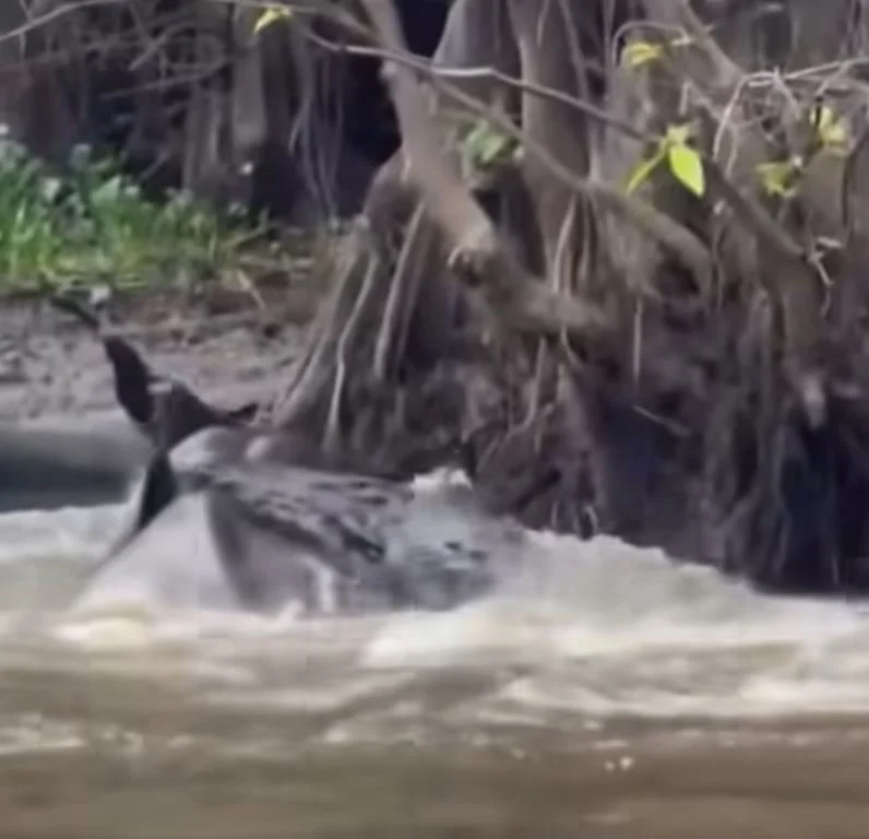 Crocodiles Attack Elephants Then, Now, and Still — Tetrapod Zoology