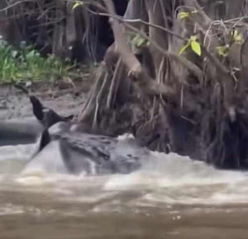 Crocodiles Attack Elephants Then, Now, and Still — Tetrapod Zoology