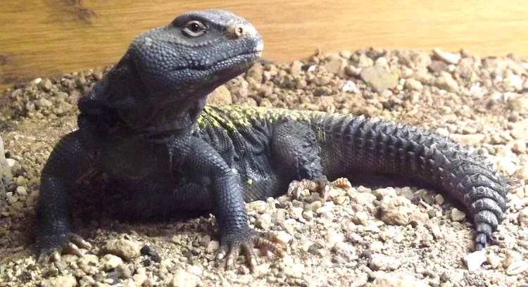 The Tet Zoo Guide to Mastigures — Tetrapod Zoology