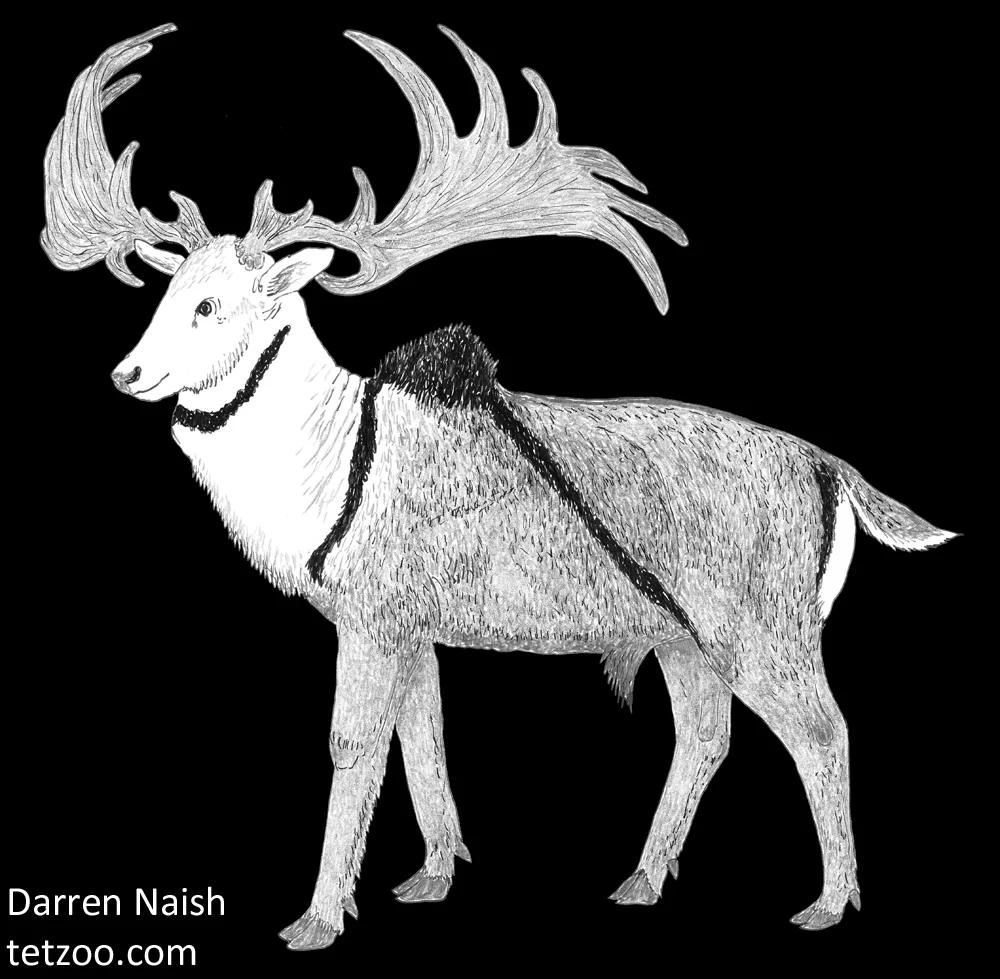 The Life Appearance of the Giant Deer Megaloceros — Tetrapod Zoology