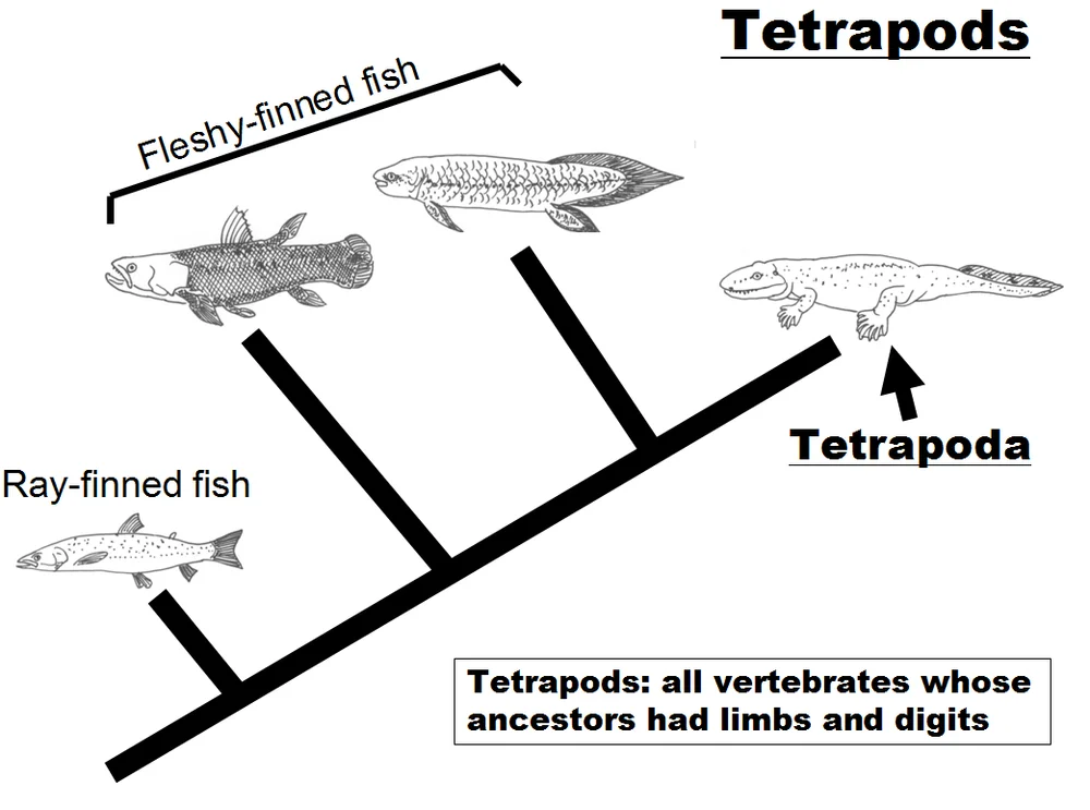 TetZoo ver 3 and a Dark Day for the Dissemination of Knowledge ...