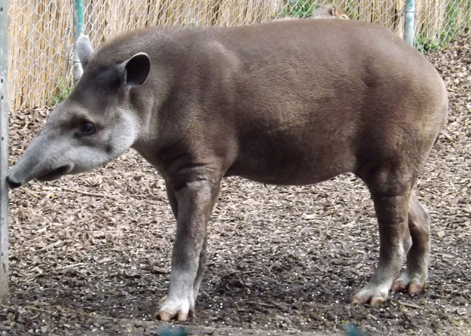 Whatever Happened to the Kabomani Tapir? — Tetrapod Zoology