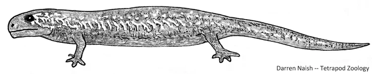 New Living Animals We Want to Find — Tetrapod Zoology