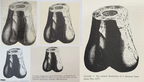 Robert Plot’s Lost Dinosaur Bone — Tetrapod Zoology