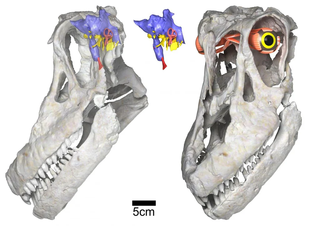 The Life Appearance of Sauropod Dinosaurs — Tetrapod Zoology