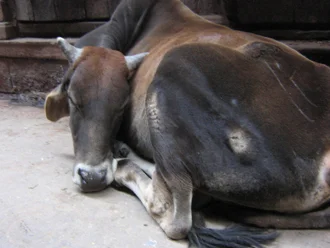 Sleep Behaviour and Sleep Postures in Non-Human Animals — Tetrapod Zoology