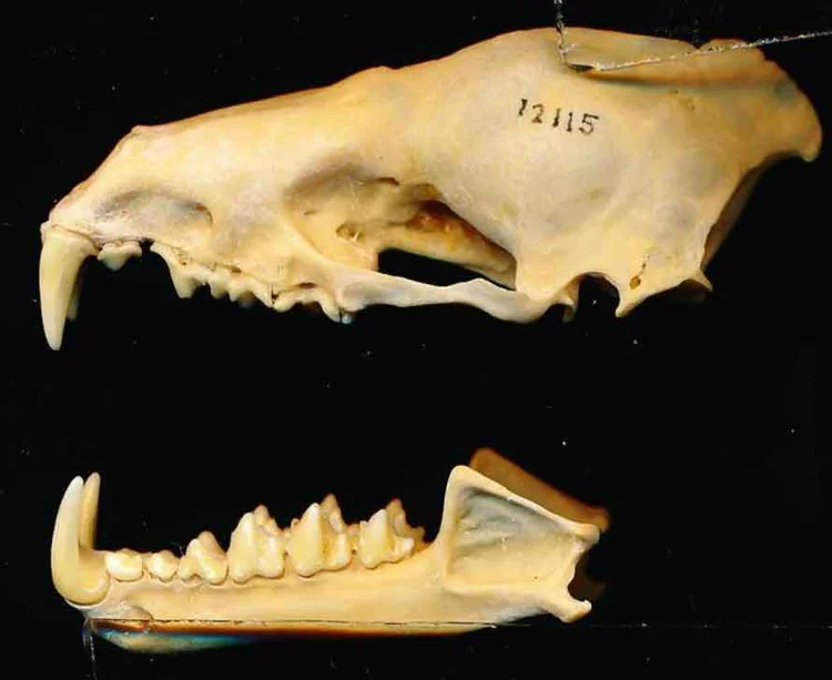 The New World Leaf-Nosed Bat Radiation — Tetrapod Zoology