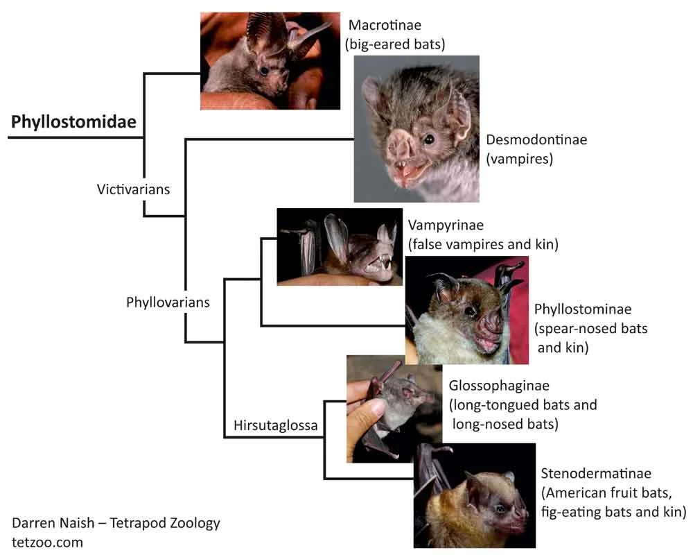 The New World Leaf-Nosed Bat Radiation — Tetrapod Zoology