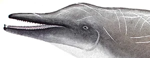 Remembering Lyall Watson’s Whales of the World — Tetrapod Zoology