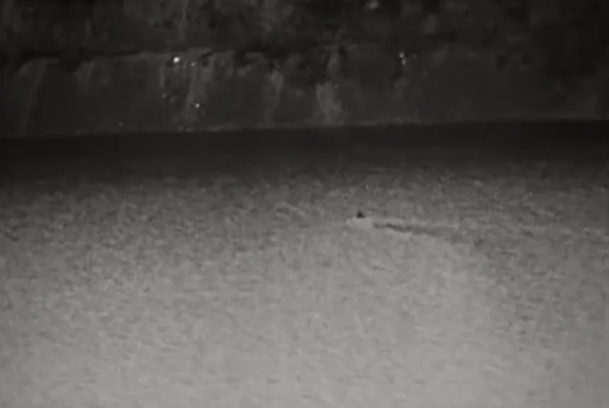 Books on the Loch Ness Monster 3: The Man Who Filmed Nessie: Tim ...