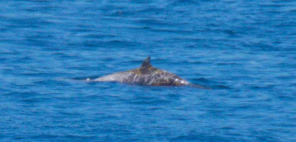 Whale Watching in the Bay of Biscay — Tetrapod Zoology
