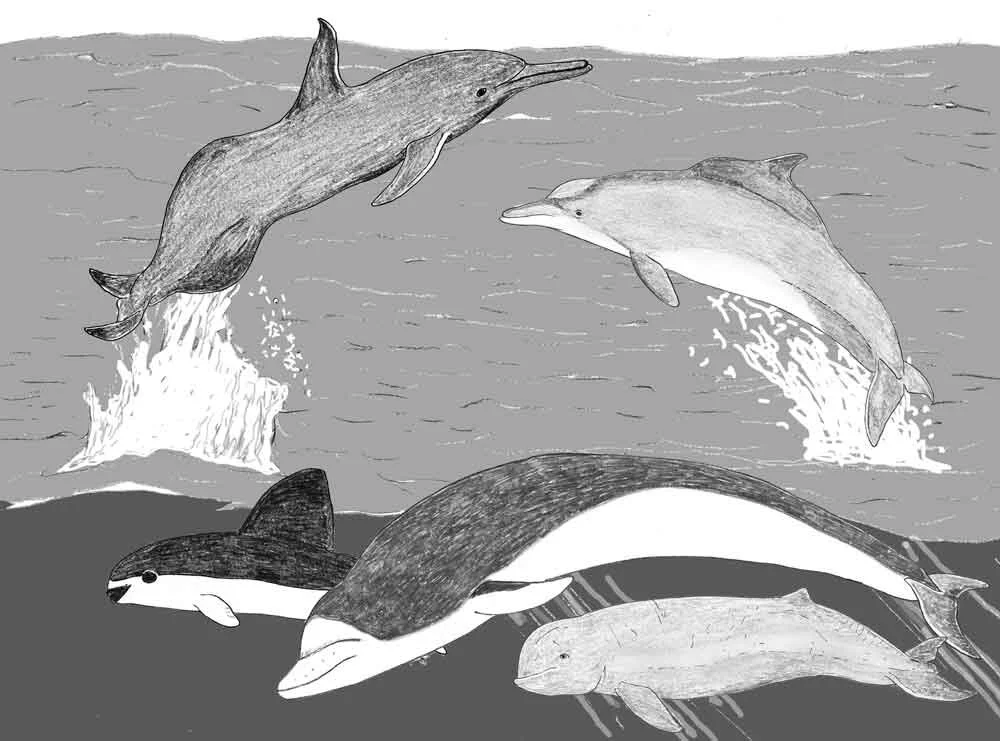 Extreme Cetaceans, Part 3 — Tetrapod Zoology