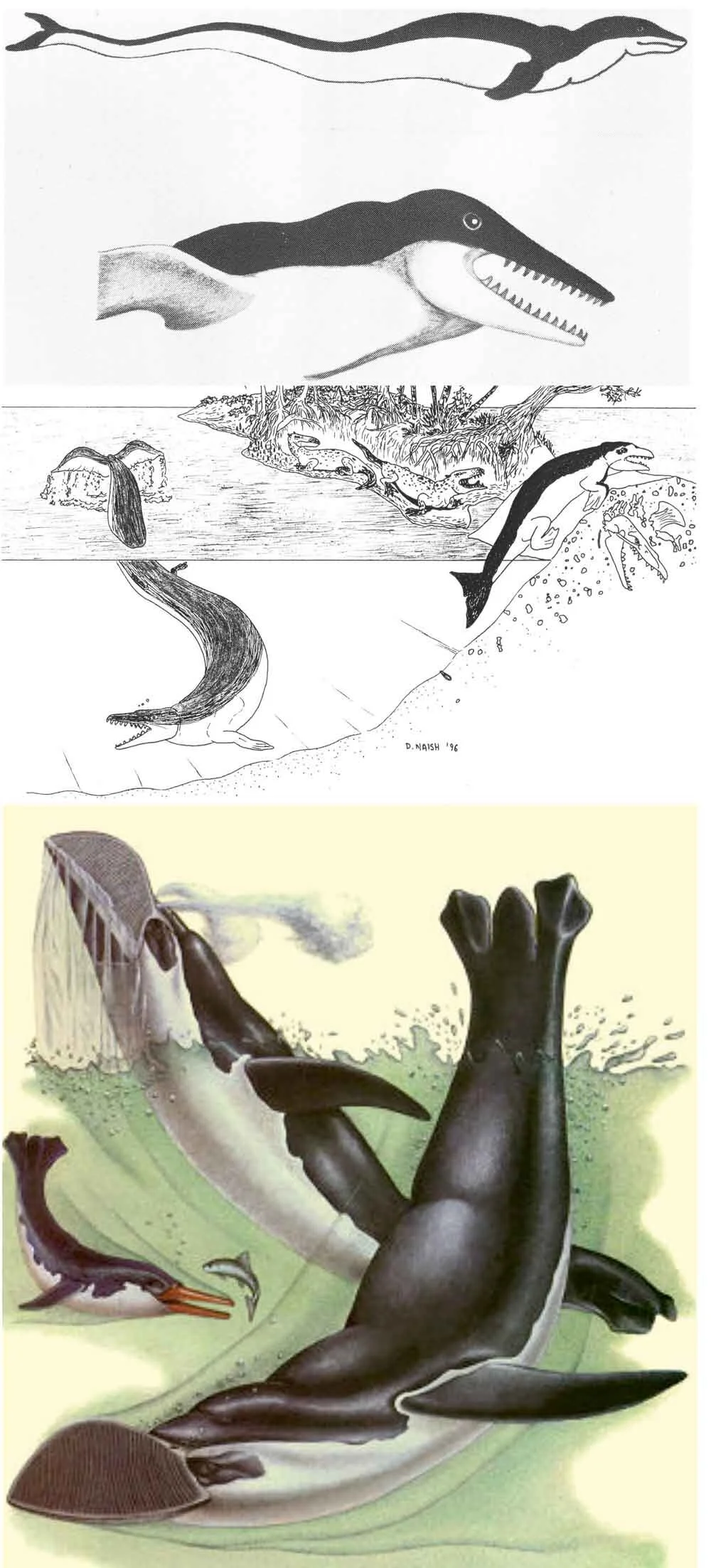 Extreme Cetaceans, Part 3 — Tetrapod Zoology