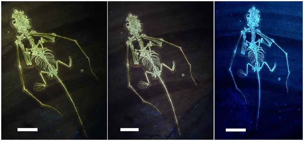 Did Dinosaurs and Pterosaurs 'Glow'? Extinct Archosaurs and the ...