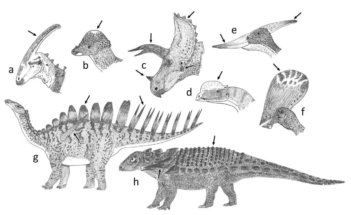 Did Dinosaurs and Pterosaurs 'Glow'? Extinct Archosaurs and the ...