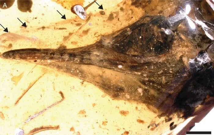 Minuscule Hummingbird-Sized Archaic Birds Existed During the Cretaceous ...