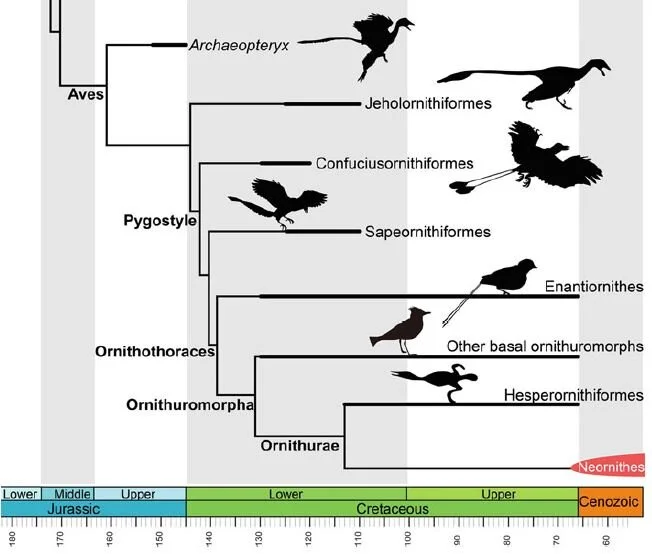 Minuscule Hummingbird-Sized Archaic Birds Existed During the Cretaceous ...