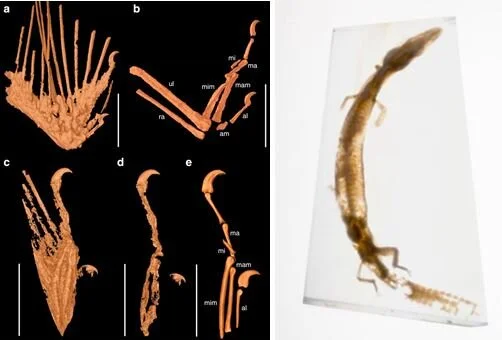 Minuscule Hummingbird-Sized Archaic Birds Existed During the Cretaceous ...
