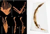 Minuscule Hummingbird-Sized Archaic Birds Existed During the Cretaceous ...
