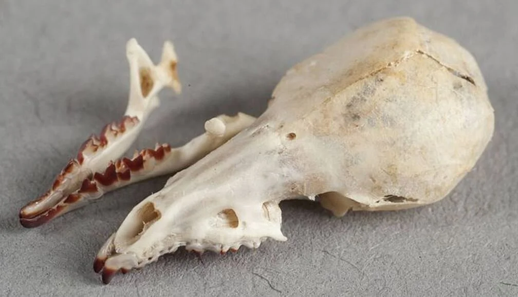 The Shrews of the World — Tetrapod Zoology