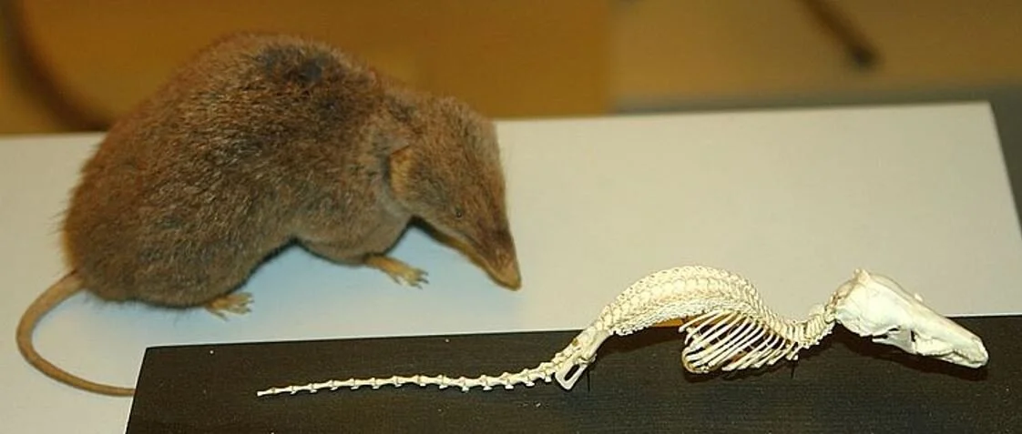 The Shrews of the World — Tetrapod Zoology