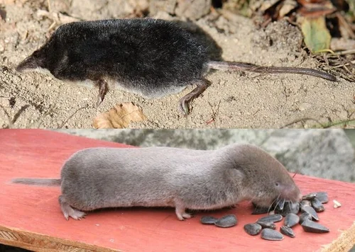 The Shrews of the World — Tetrapod Zoology