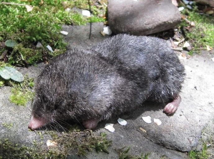 The Shrews of the World — Tetrapod Zoology