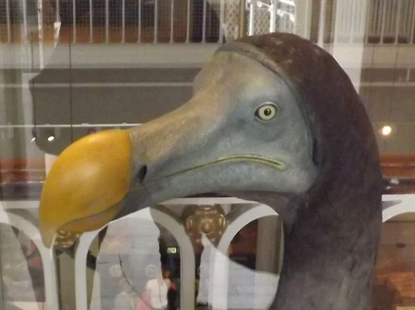 The Dodo in Life — Tetrapod Zoology