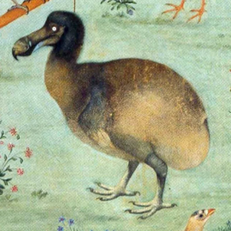 The Dodo in Life — Tetrapod Zoology