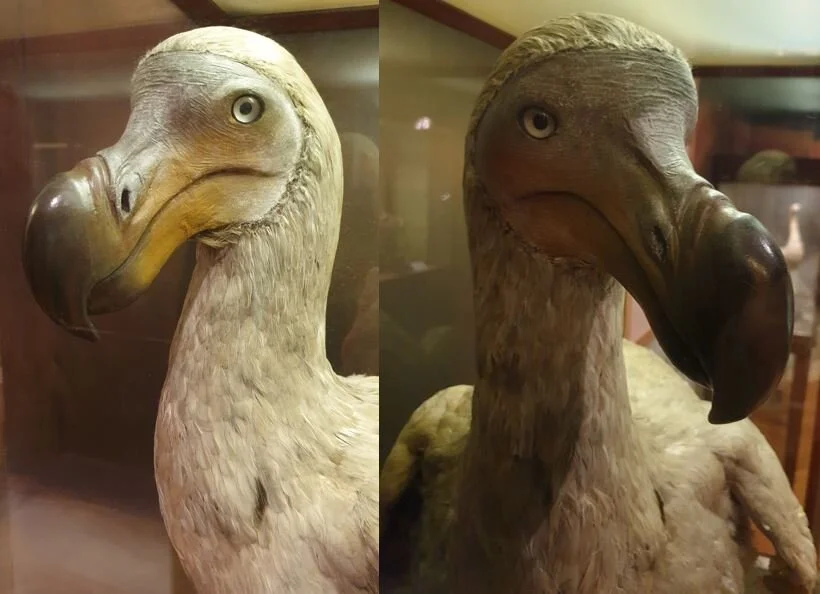 The Dodo in Life — Tetrapod Zoology