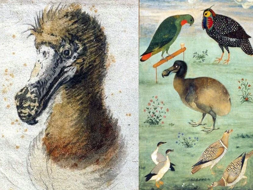The Dodo in Life — Tetrapod Zoology