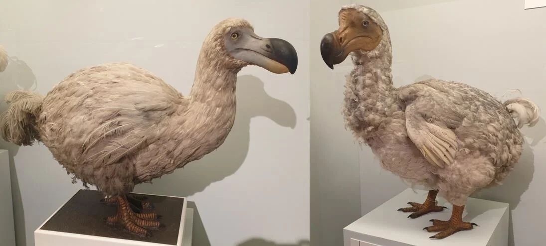 The Dodo in Life — Tetrapod Zoology