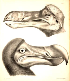 The Dodo in Life — Tetrapod Zoology
