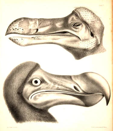 The Dodo in Life — Tetrapod Zoology