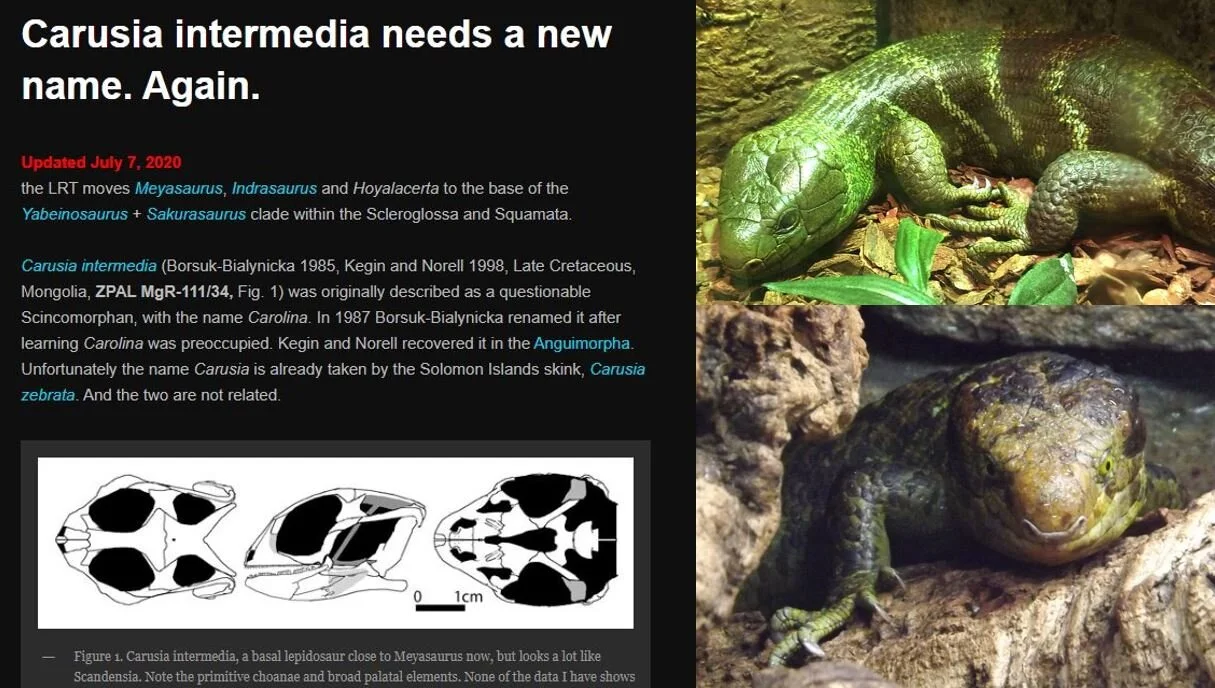Why the World Has to Ignore David Peters and ReptileEvolution.com ...
