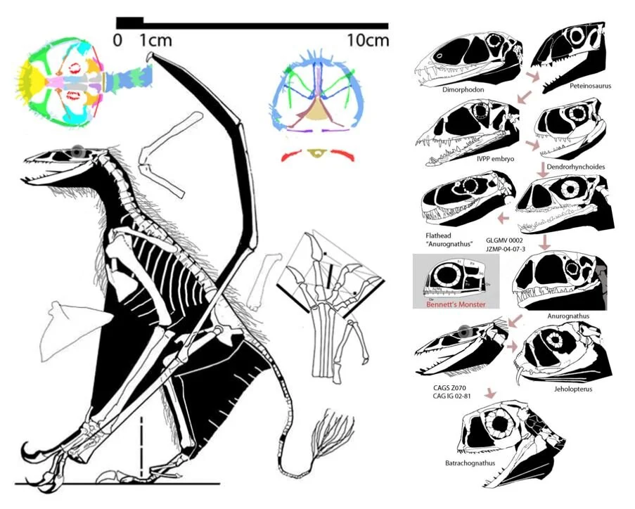 Why the World Has to Ignore David Peters and ReptileEvolution.com ...