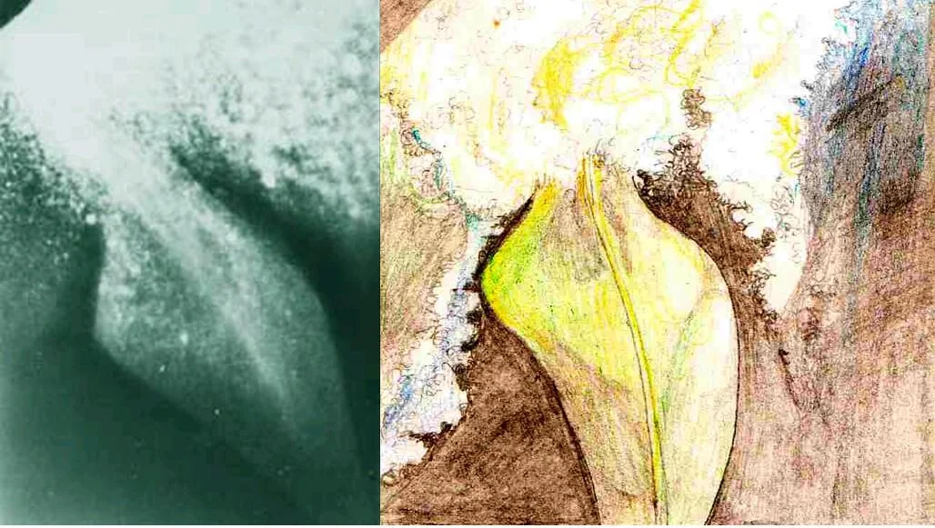 The 1972 Loch Ness Monster Flipper Photos — Tetrapod Zoology