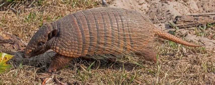 Predation and Corpse-Eating in Armadillos — Tetrapod Zoology