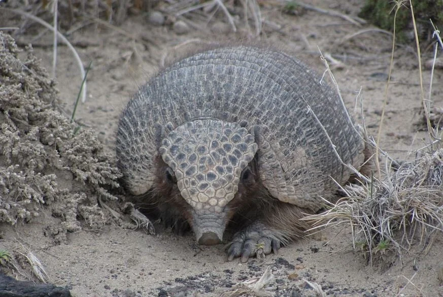Predation and Corpse-Eating in Armadillos — Tetrapod Zoology