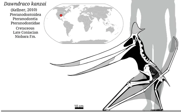 New Perspectives on Pterosaur Palaeobiology, the TetZoo Review ...