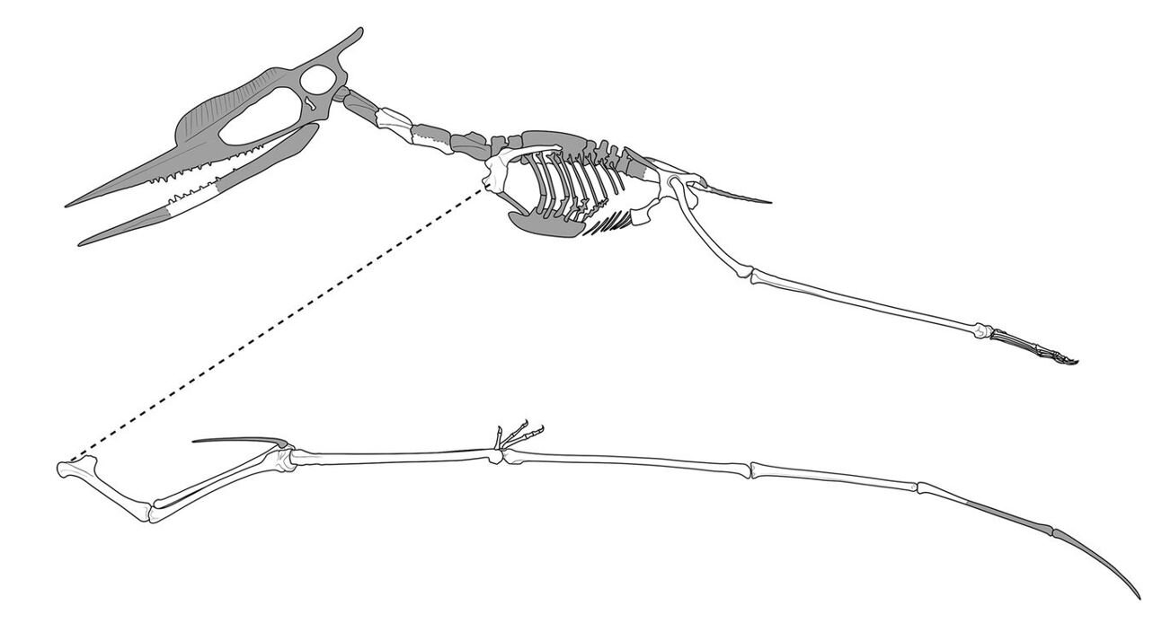 New Perspectives on Pterosaur Palaeobiology, the TetZoo Review ...
