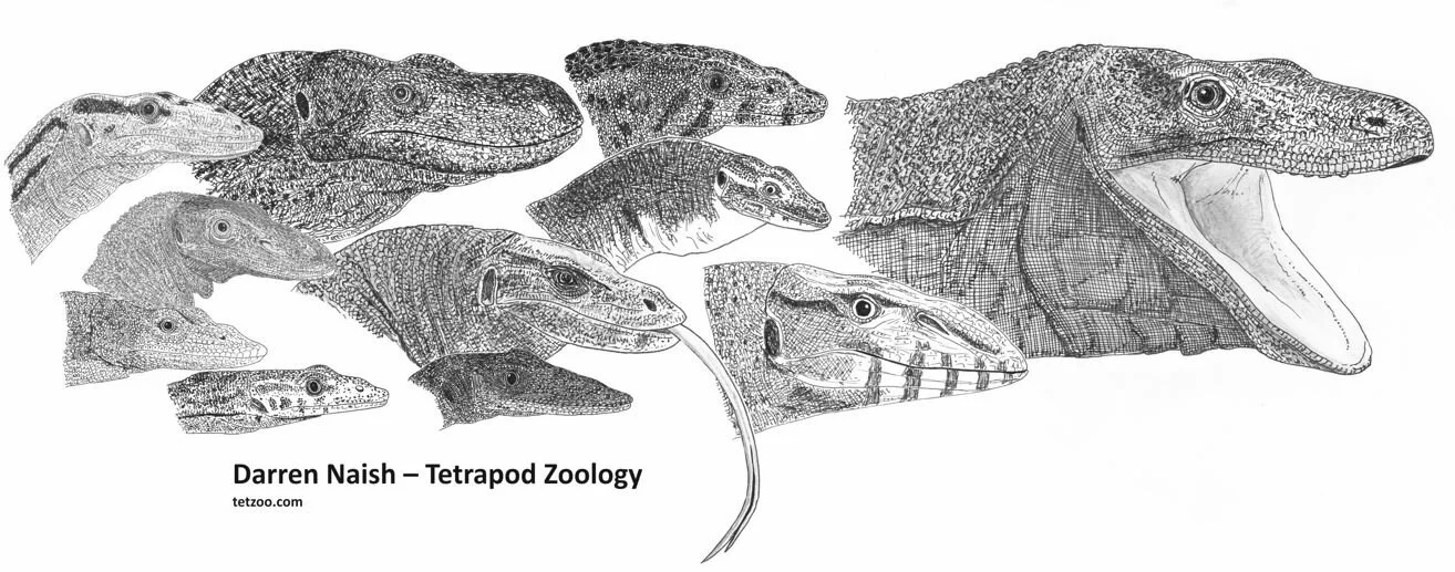 The Water Monitor Complex, an Introduction — Tetrapod Zoology