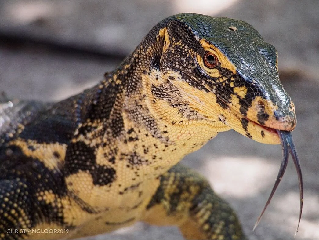 The Water Monitor Complex, an Introduction — Tetrapod Zoology