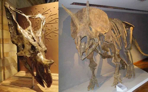 A Very Alternative View of Horned Dinosaur Anatomy, Revisited ...