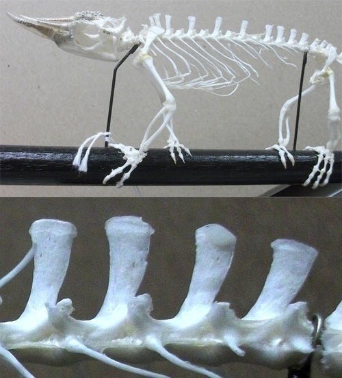 Trope of the Buffalo-Backed Dinosaur — Tetrapod Zoology