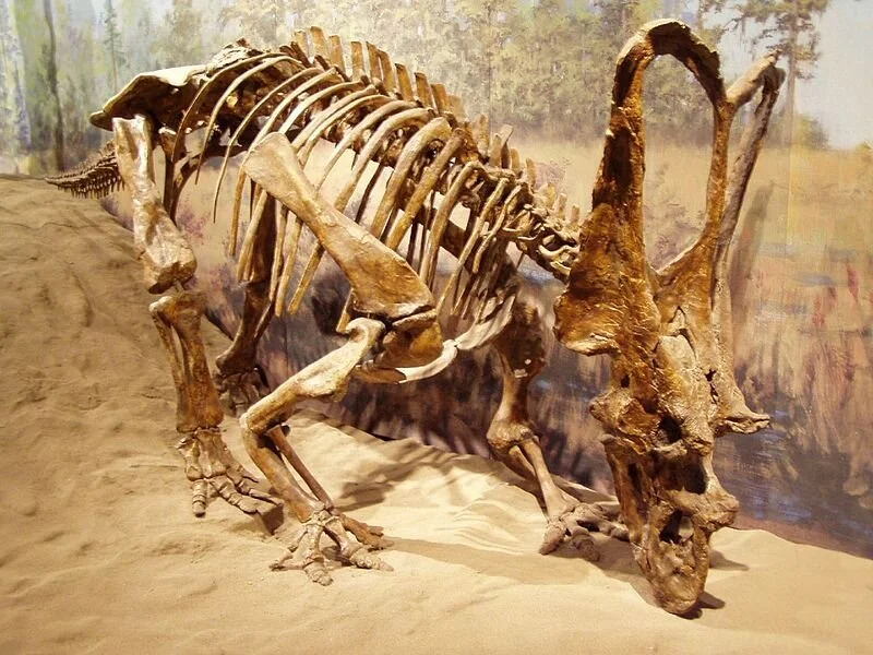 Trope of the Buffalo-Backed Dinosaur — Tetrapod Zoology