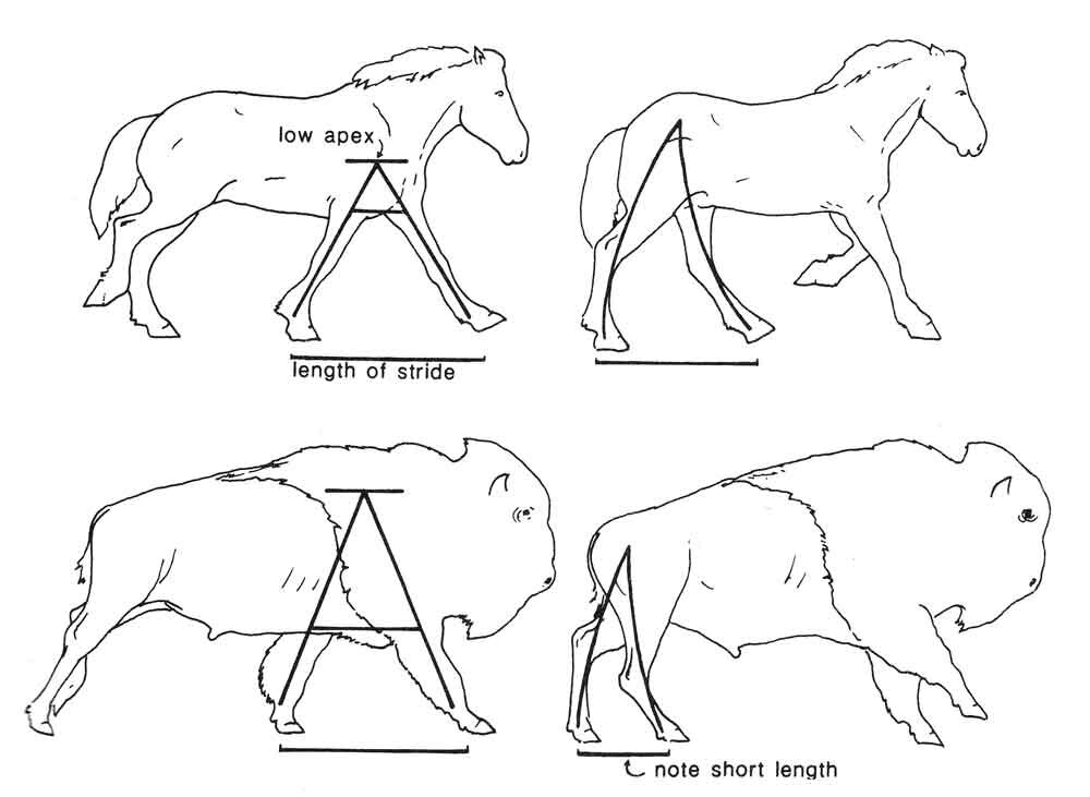 Trope of the Buffalo-Backed Dinosaur — Tetrapod Zoology